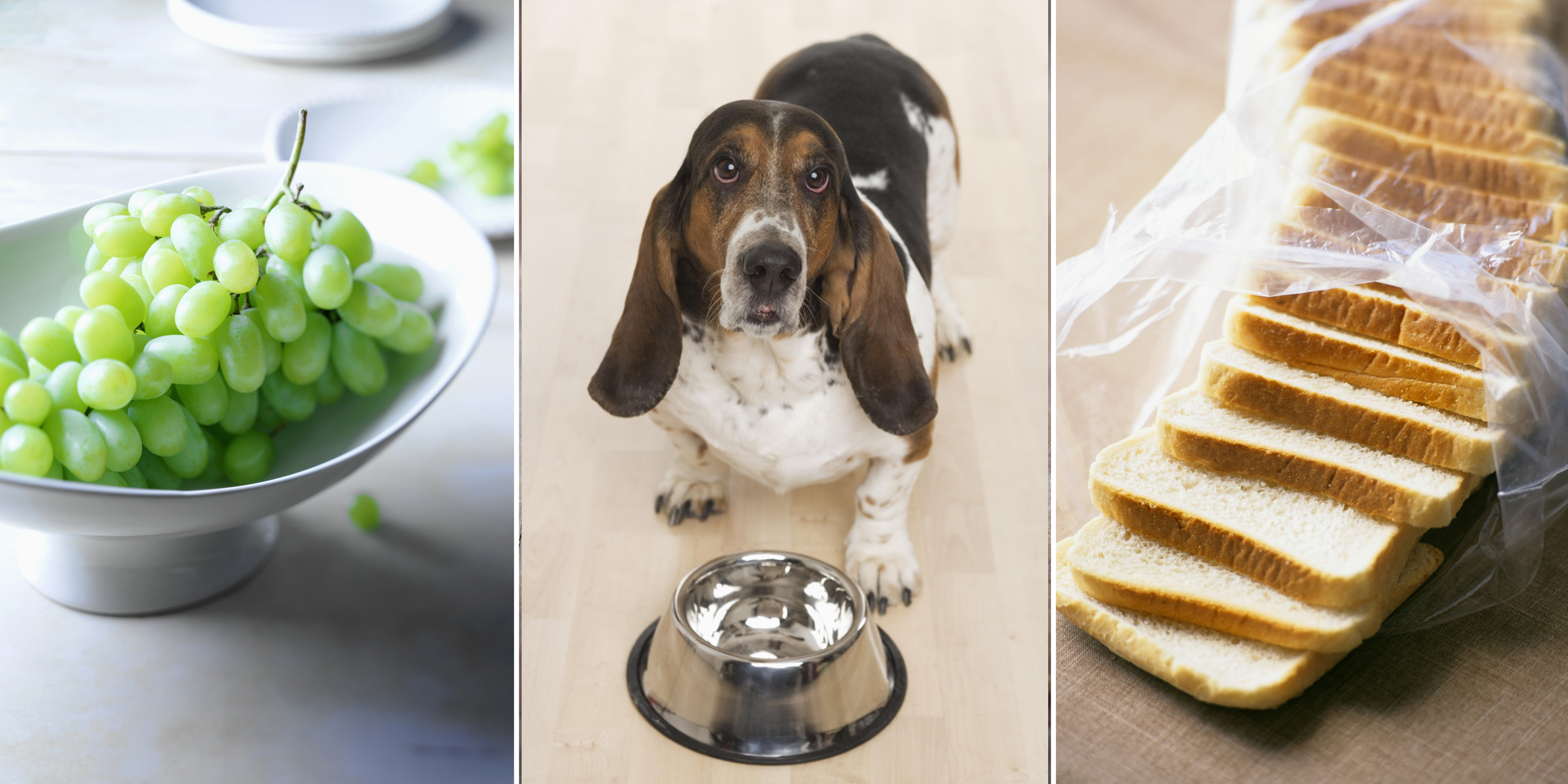 Foods That Can Kill Your Dog Table Food Not To Feed To Dog Foods That Can Kill Your Dog Table Food Not To Feed To Dog