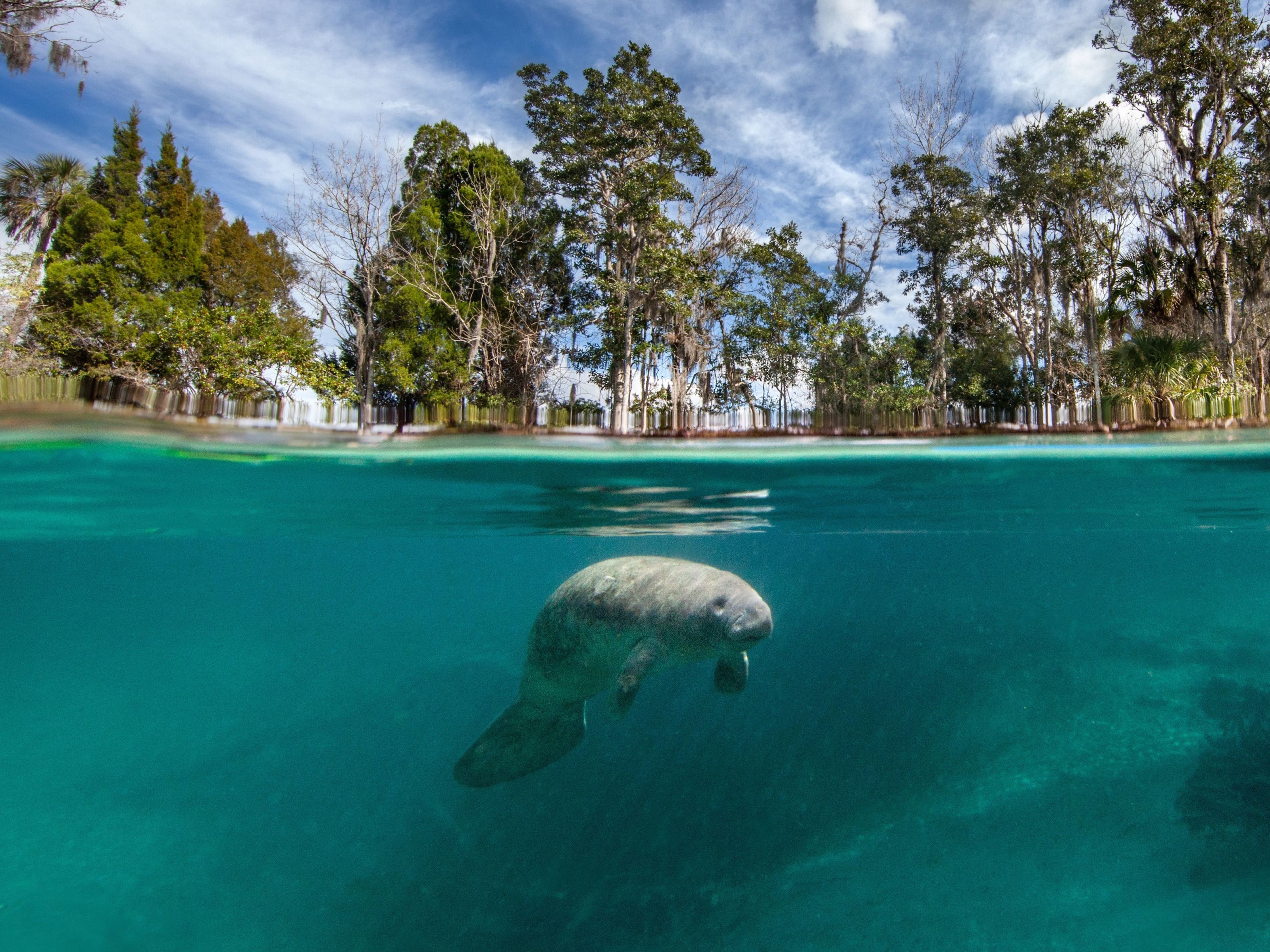 Manatees Playing