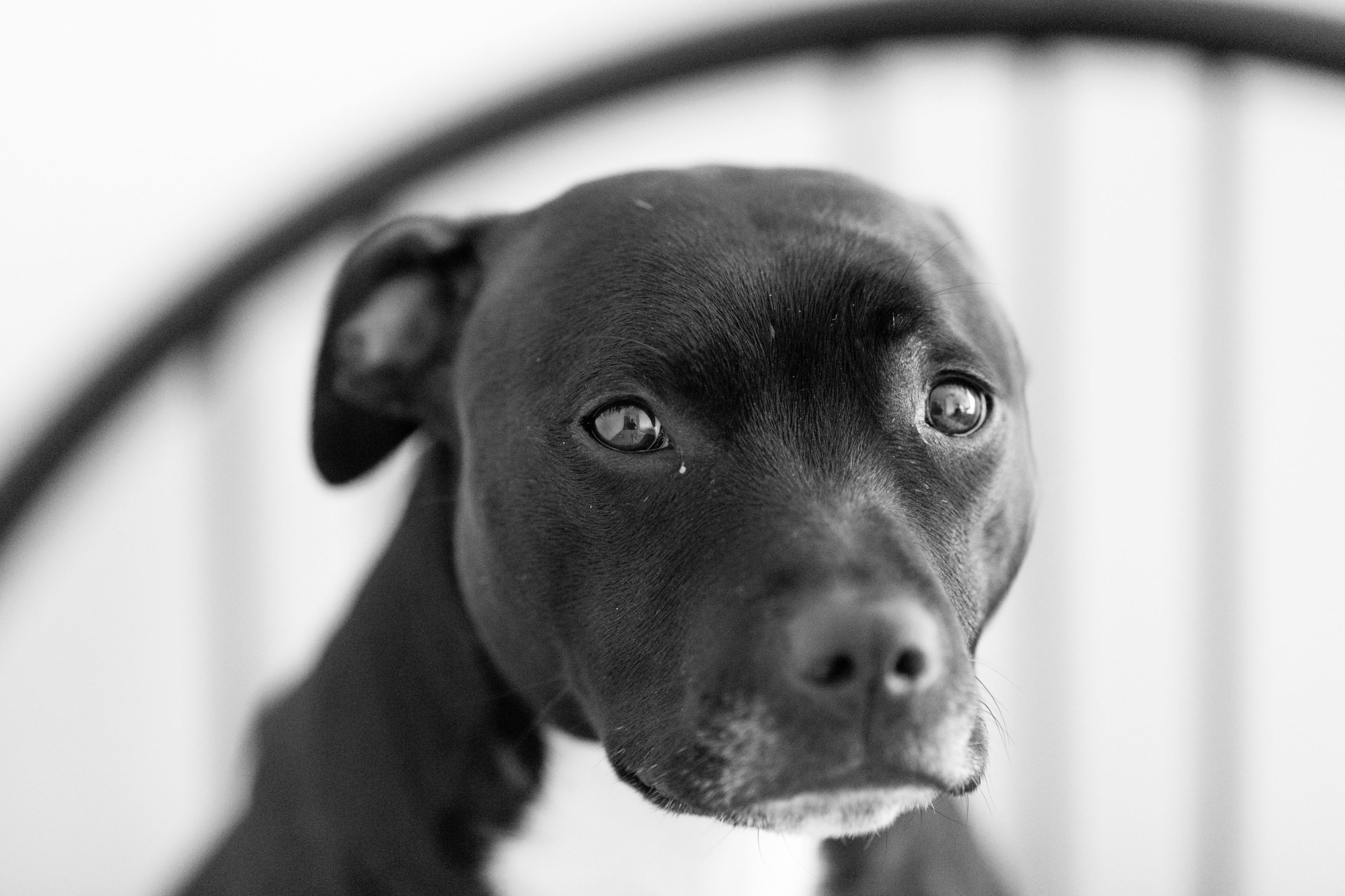 Sad Pitbull Puppy Face