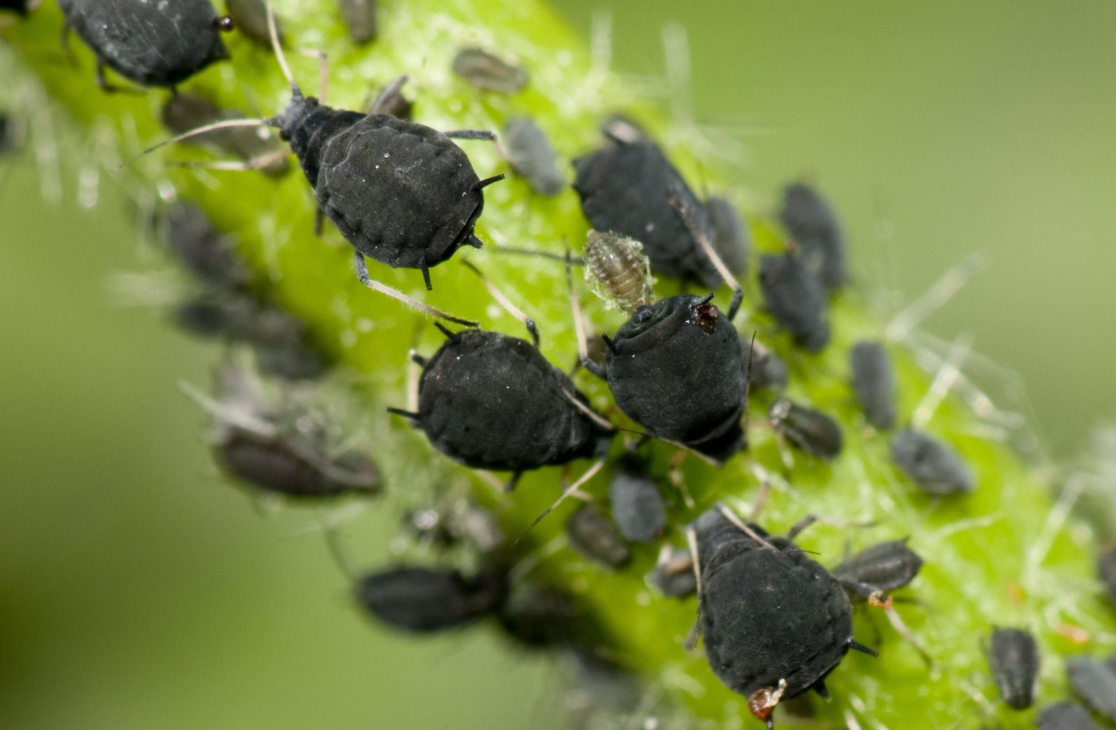 Your Christmas tree could be infested with thousands of bugs, mites ...