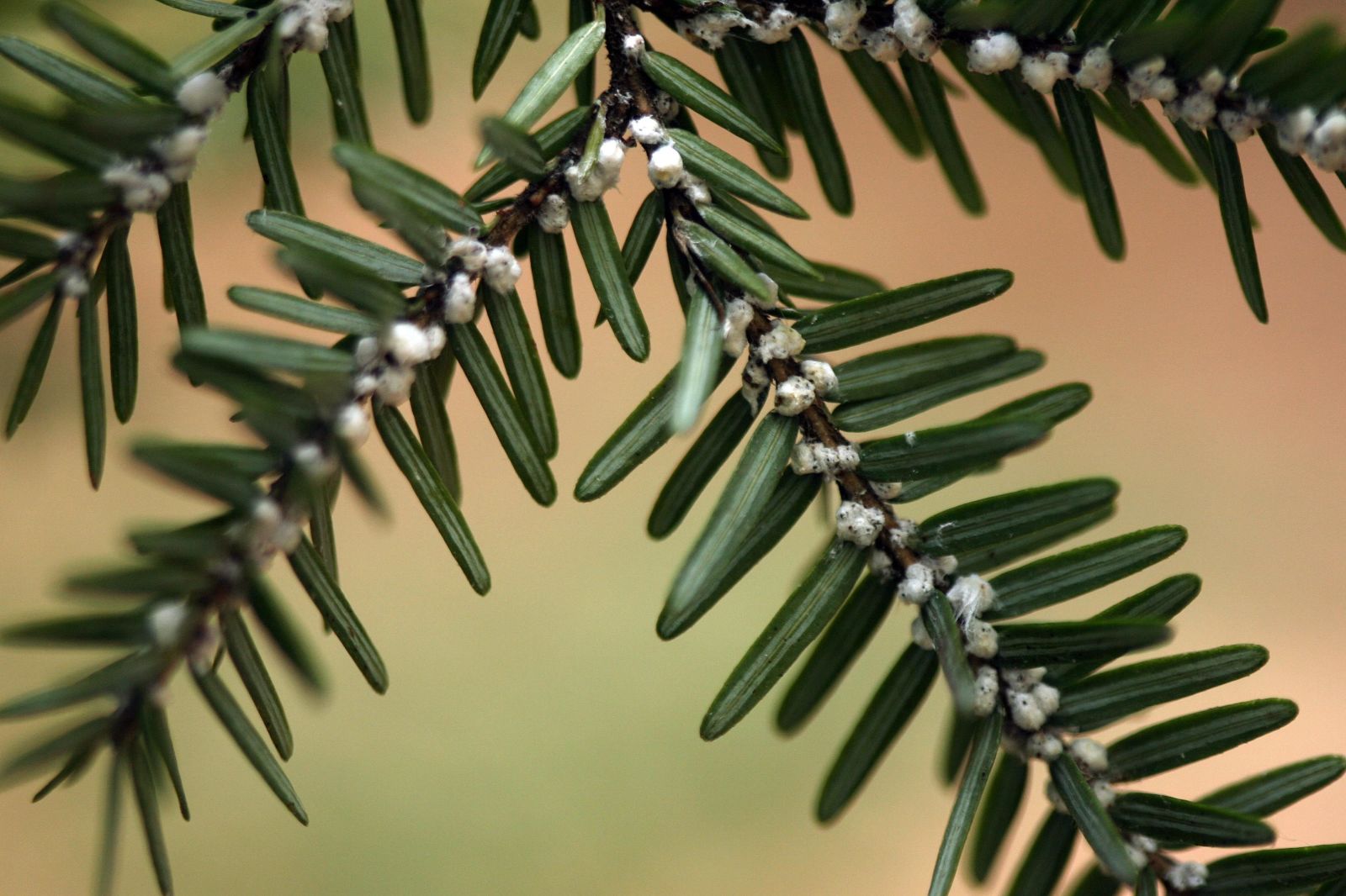 Your Christmas tree could be infested with thousands of bugs, mites ...