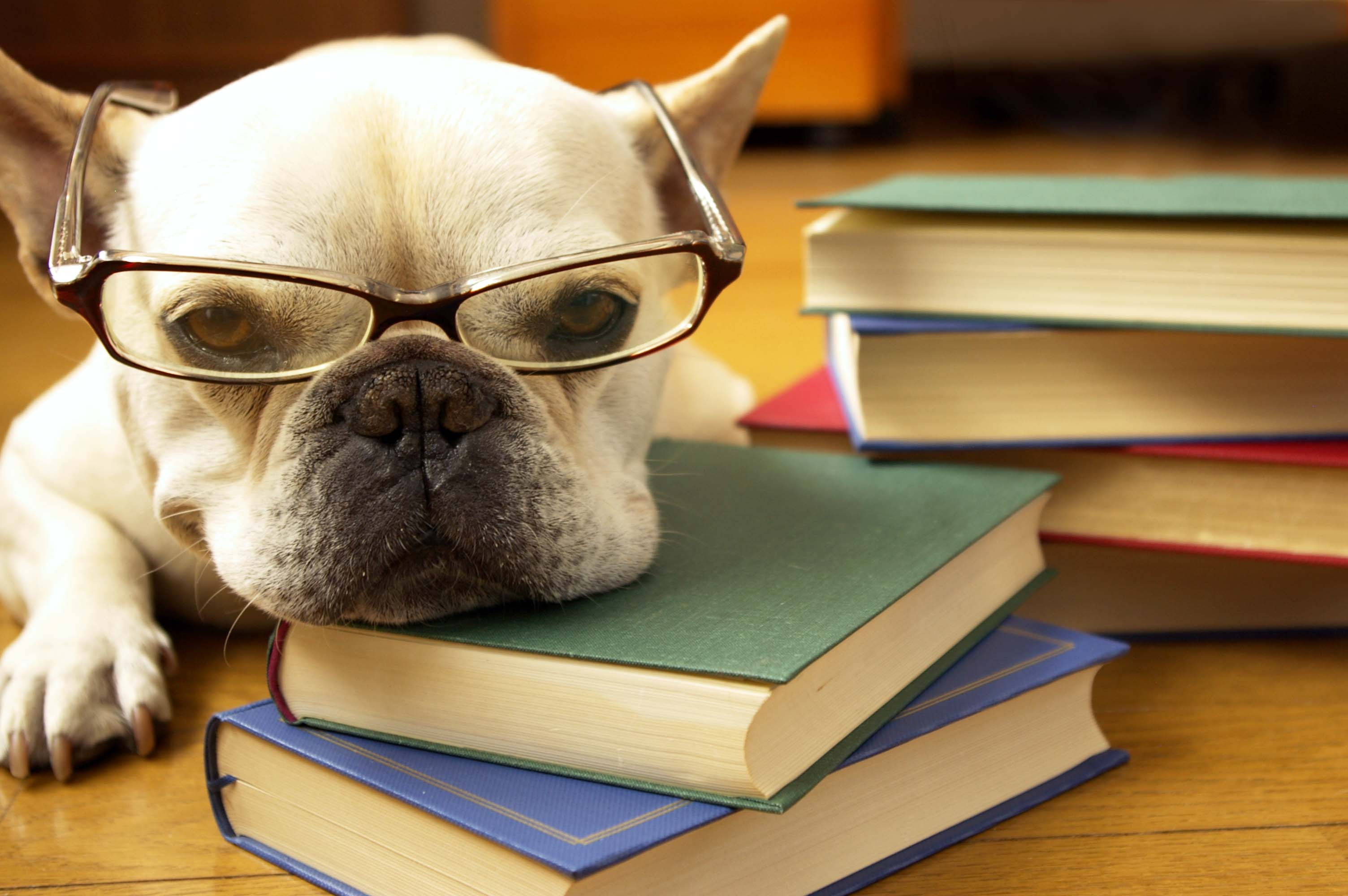 Top 25 Smartest Dog Breeds - Most Intelligent Dog Rankings