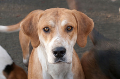 Official State Pets - State Dogs and Cats